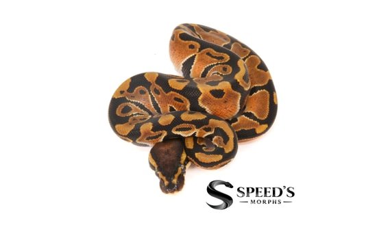Holy Grail Project: Triple Het Lavender Clown Pied Ball Python by Speed ...