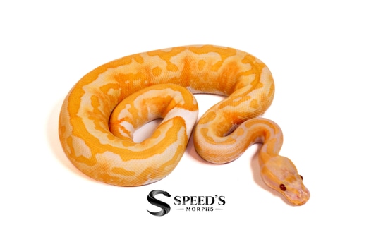 Dreamsicle Ball Python by Speed's Morphs, LLC