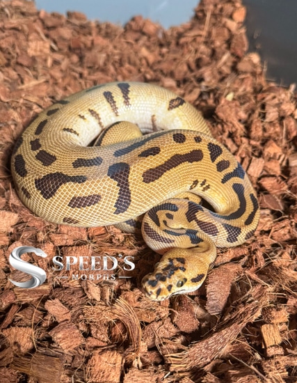 Enchi Batman Ball Python by Speed's Morphs, LLC