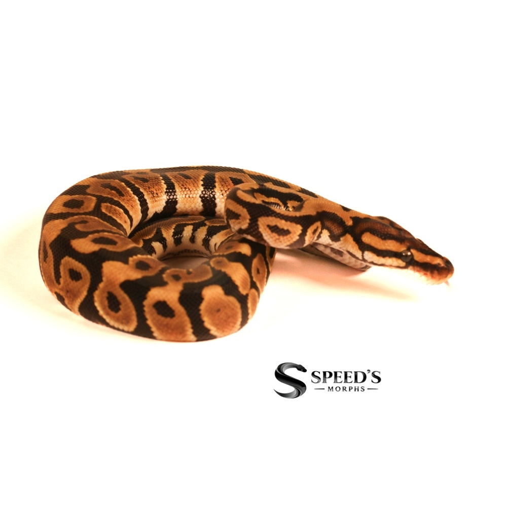 Double Het Desert Ghost Clown; 50% Het Hypo