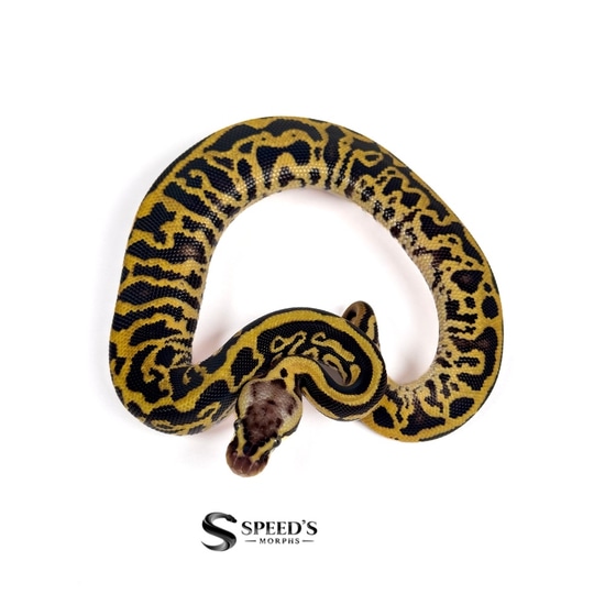 Holy Grail Project: Pastel Leopard Triple Het Lavender Clown Pied Ball ...