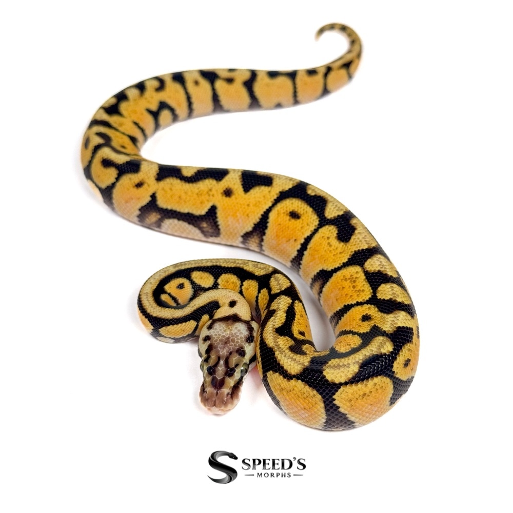DG Hypo Clown Project: Spotnose Enchi Pastel (Fire) Triple Het Desert ...