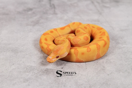 Super Enchi Yellow Belly Lavender Ball Python by Speed's Morphs, LLC
