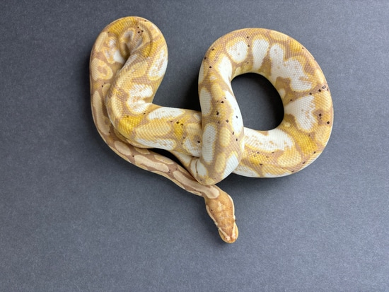 Banana Sugar Het. Ghost Ball Python by Spellbound Serpents