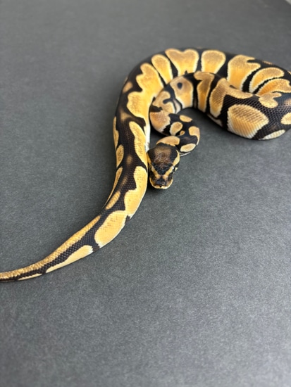 Orange Dream Ball Python by Spellbound Serpents