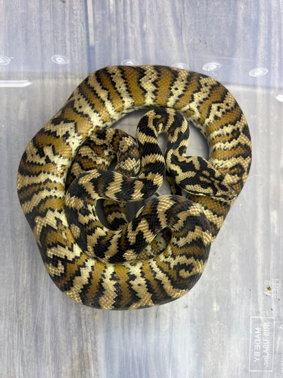 Papuan Carpet Python Het Granite Irian Jaya Carpet Python by Spelman's ...