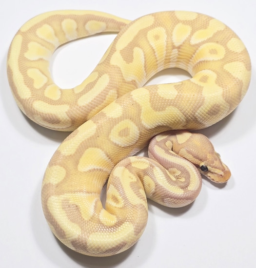 Enchi Mojave Coral Glow Ball Python by Figure 4 Reptiles