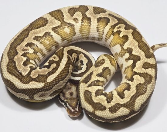 Lesser Leopard Spotnose 50% Het Pied Ball Python by Figure 4 Reptiles