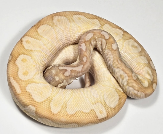 Pastel Enchi Super Special Ball Python by Figure 4 Reptiles