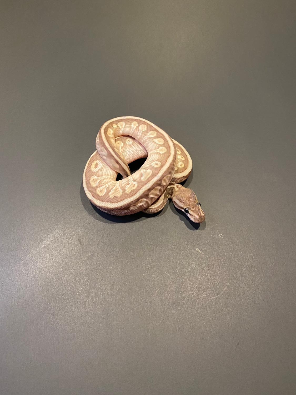 Soul Sucker Ball Python by SD Reptiles - MorphMarket