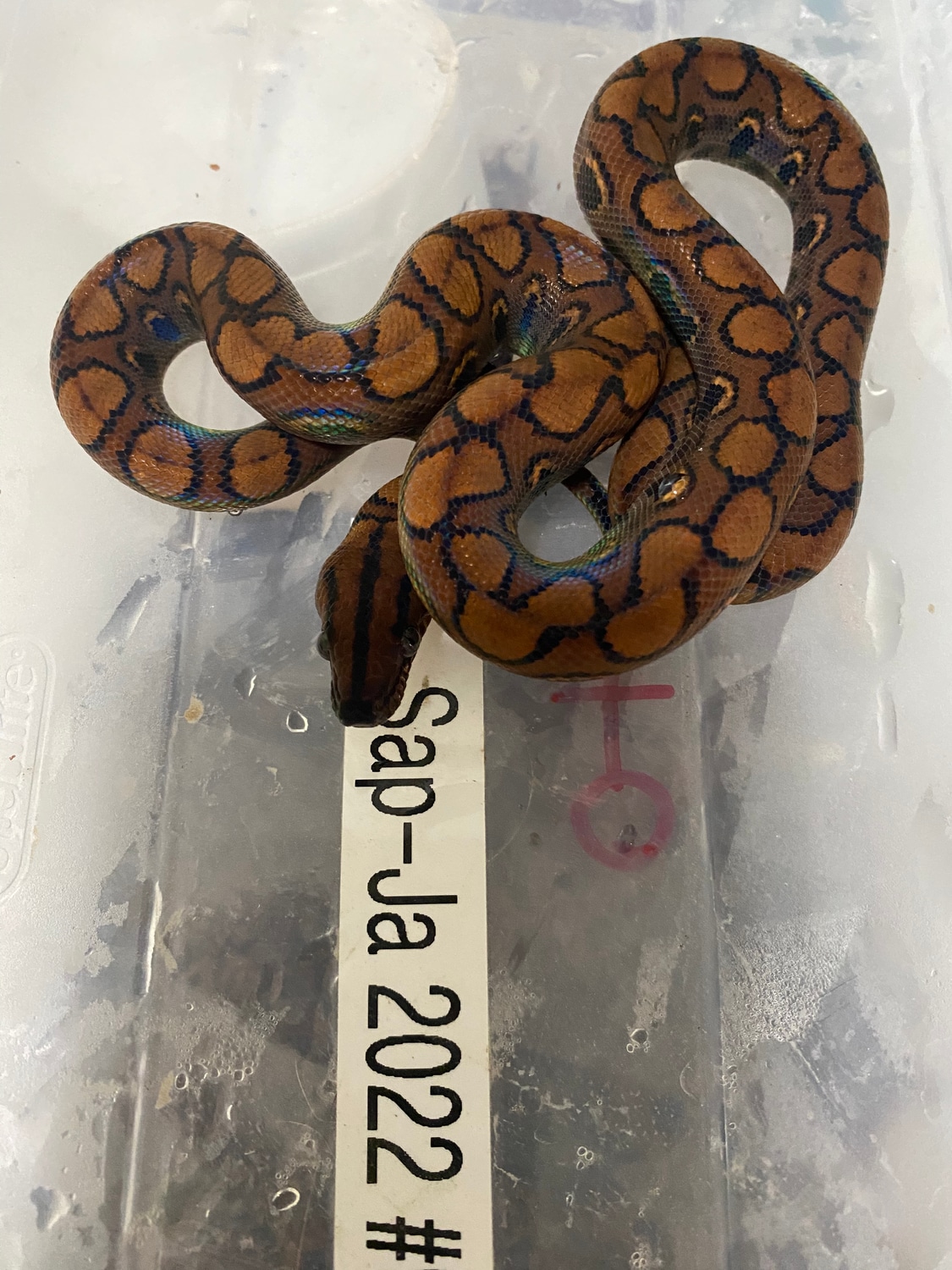 Female Brazilian Rainbow Boa by HeadCornerStone Reptile - MorphMarket