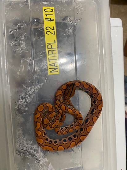 High Orange Brazilian Rainbow Boa by HeadCornerStone Reptile
