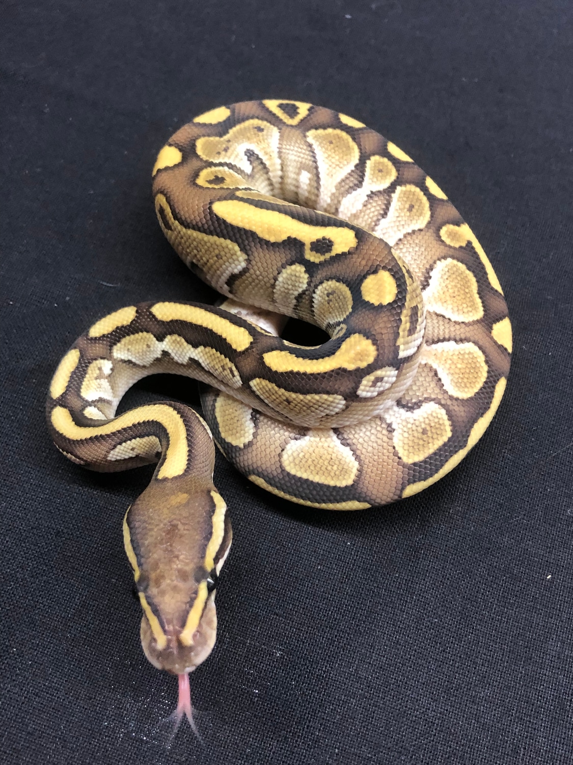 Lesser Male Ball Python by Spencer's Serpents - MorphMarket
