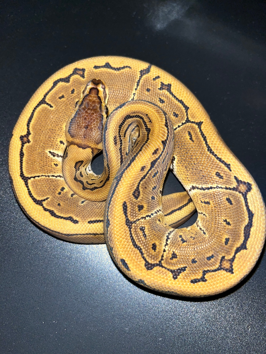 Pinstripe 100%double Het Pied Albino Ball Python by Spencer's Serpents ...