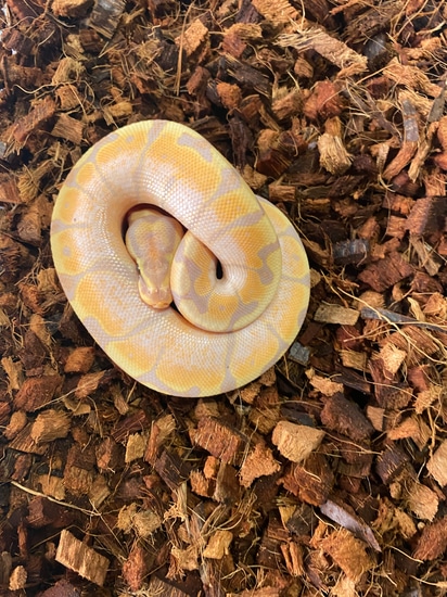 Banana Woma Ball Python by Maria’s Reptiles
