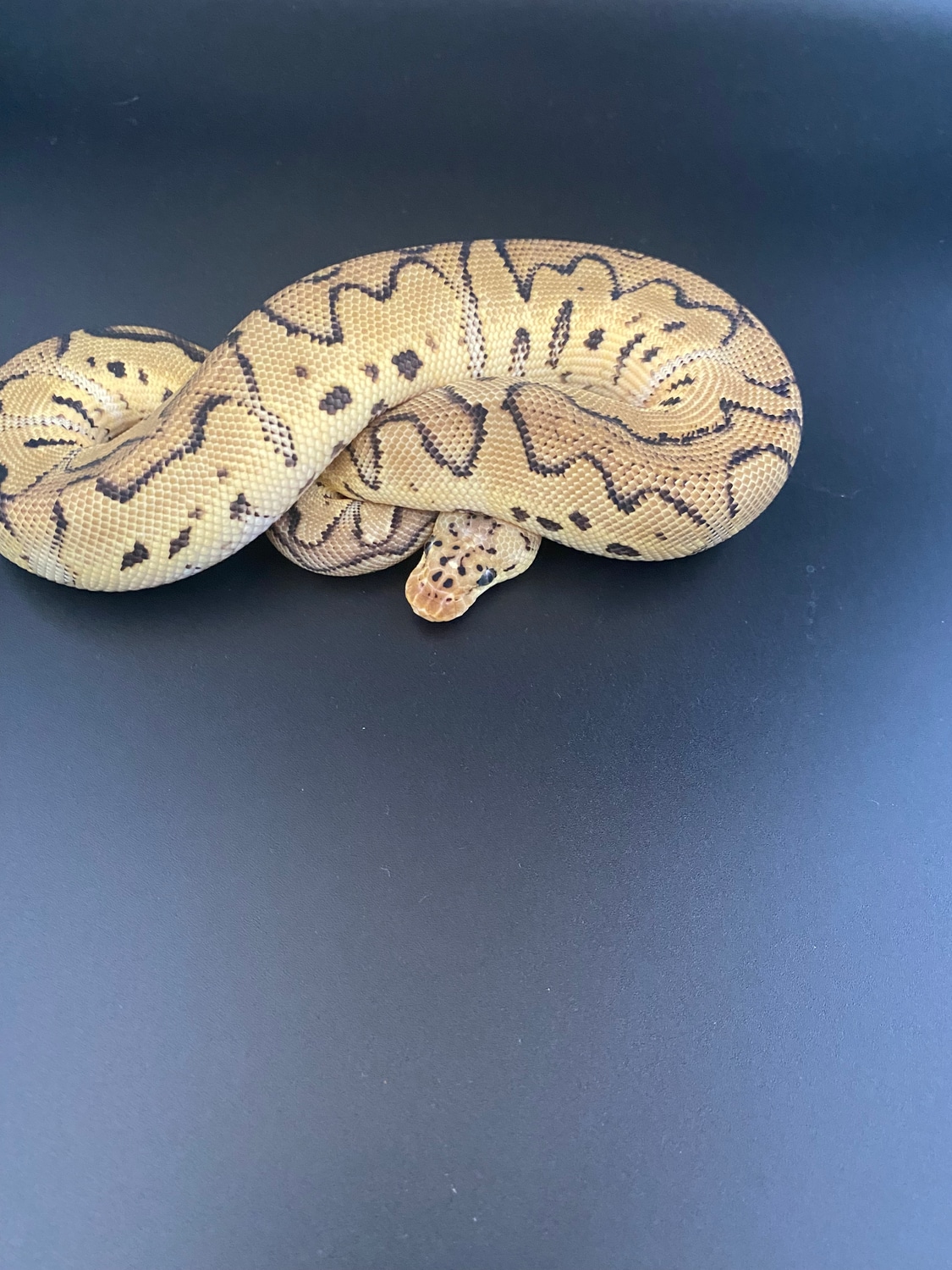 Pastel Clown Ball Python by Maria’s Reptiles - MorphMarket