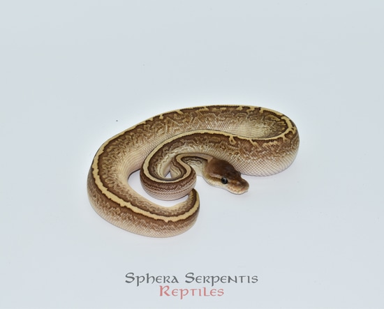 Black Pastel Pinstripe Poss. YB 50% Het. Albino Ball Python by Sphera Serpentis Reptiles