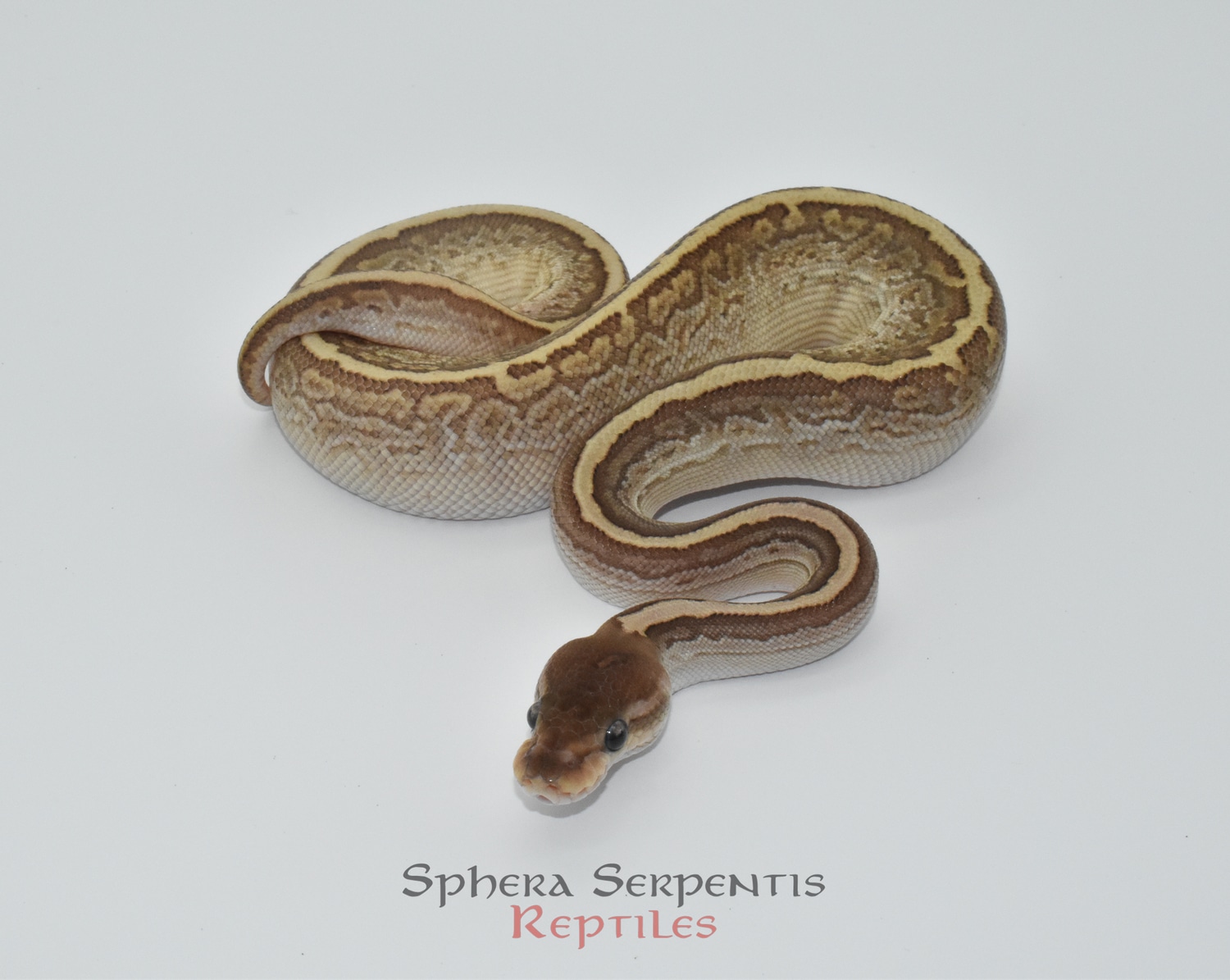 Lesser Black Pastel Pinstripe Poss. YB 50% Het Albino Ball Python by ...