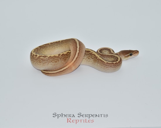 Lesser Black Pastel Pinstripe Poss. YB 50% Het. Albino Ball Python by ...