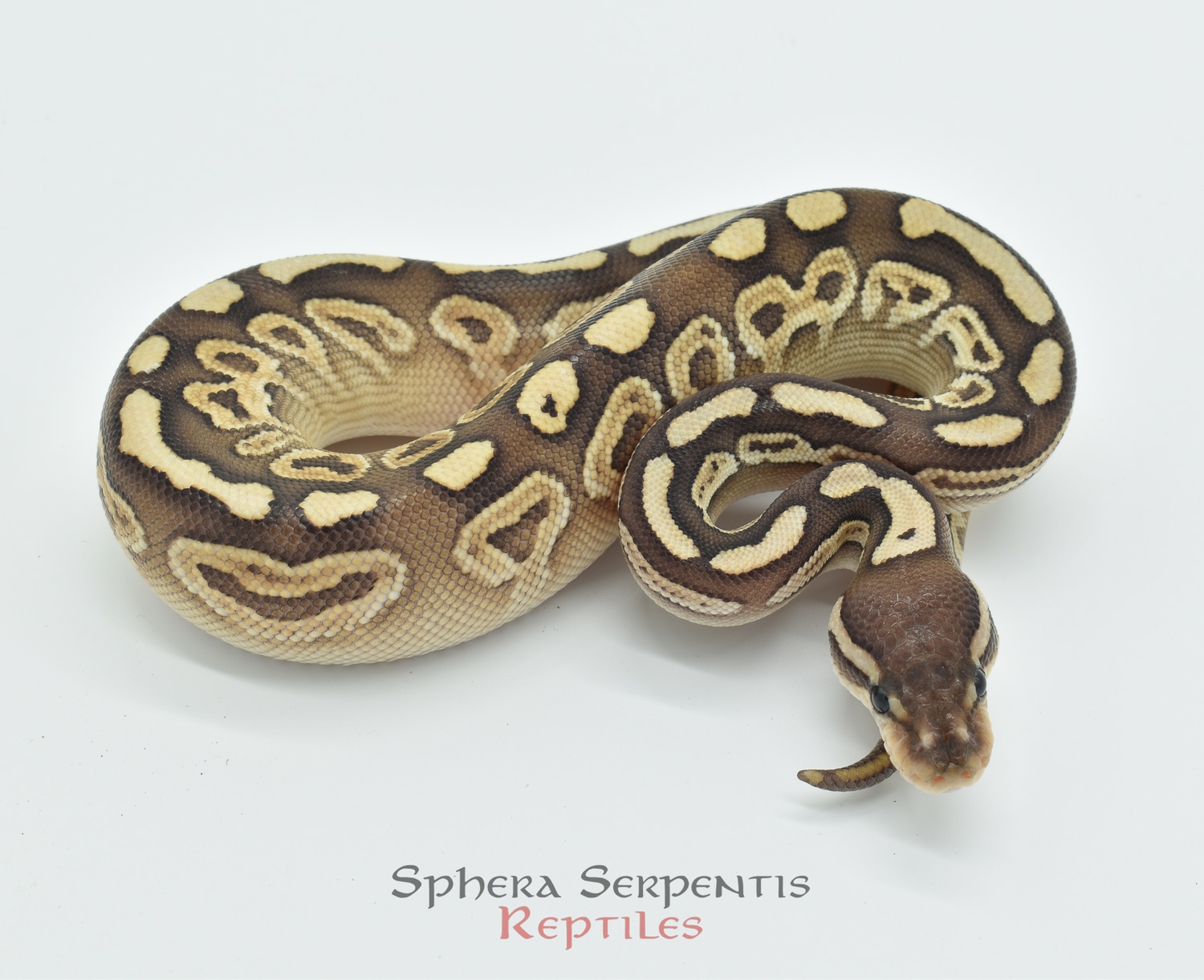 Lesser Black Pastel 50% Het. Albino Ball Python by Sphera Serpentis ...