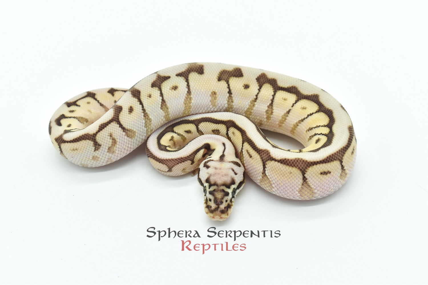 Lesser Pastel Spider Poss. Black Pastel 50% Het Albino Ball Python by ...
