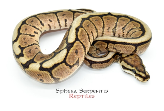 Black Pastel Spider 50% Het Albino Ball Python by Sphera Serpentis Reptiles