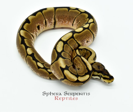 Black Pastel Spider 50% Het Albino Ball Python by Sphera Serpentis ...