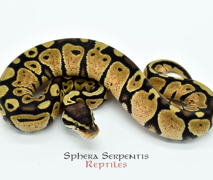 Lesser Pastel Spider Poss. Black Pastel 50% Het Albino Ball Python by ...
