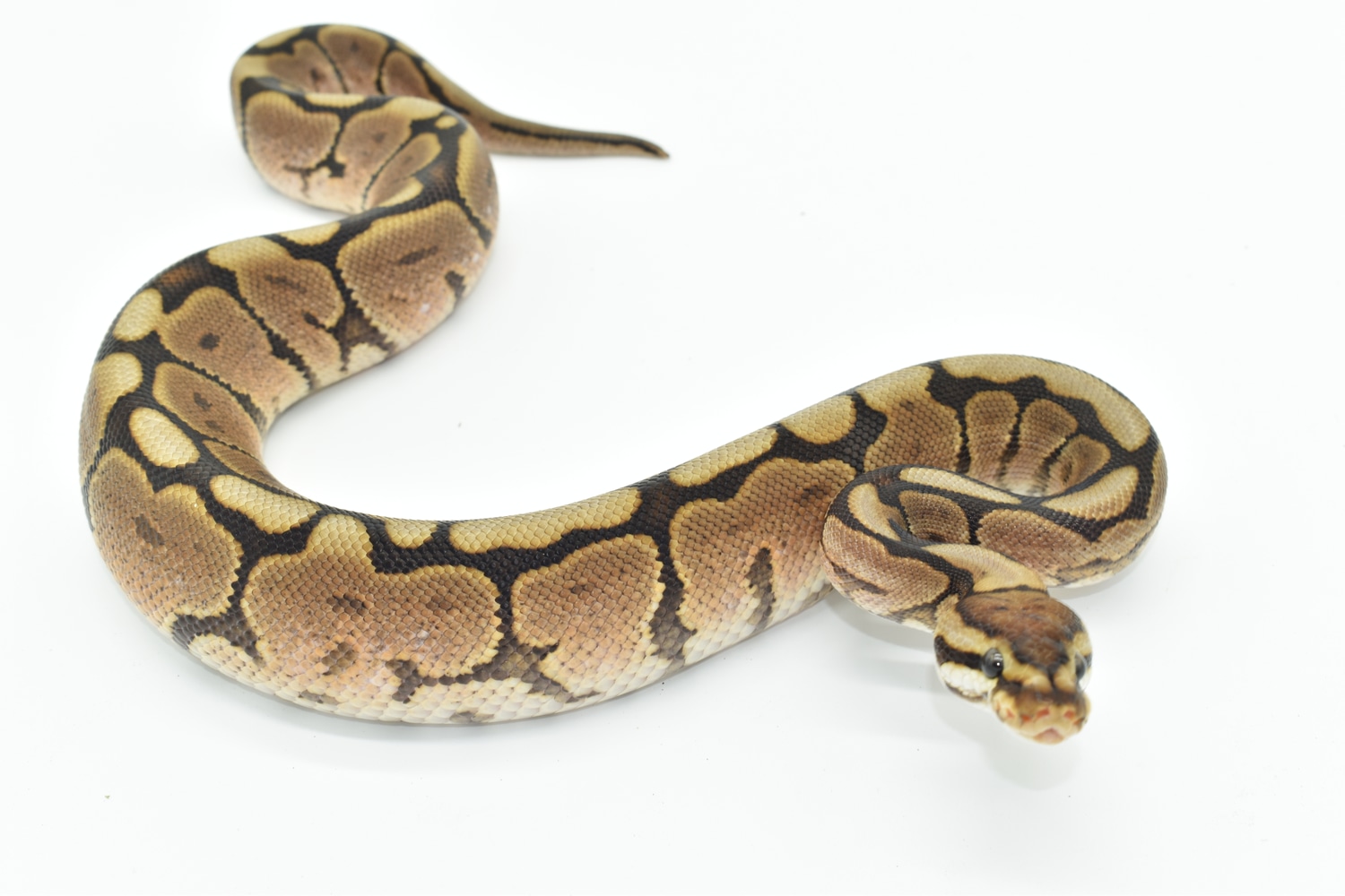 Black Pastel Spider 50% Het Albino Ball Python by Sphera Serpentis ...