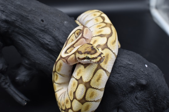 Lesser Bee Ball Python by Sphera Serpentis Reptiles