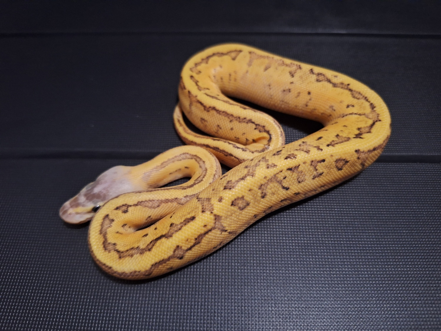 Pastel Vanilla Pinstripe Ball Python by Xtreme Morphs - MorphMarket