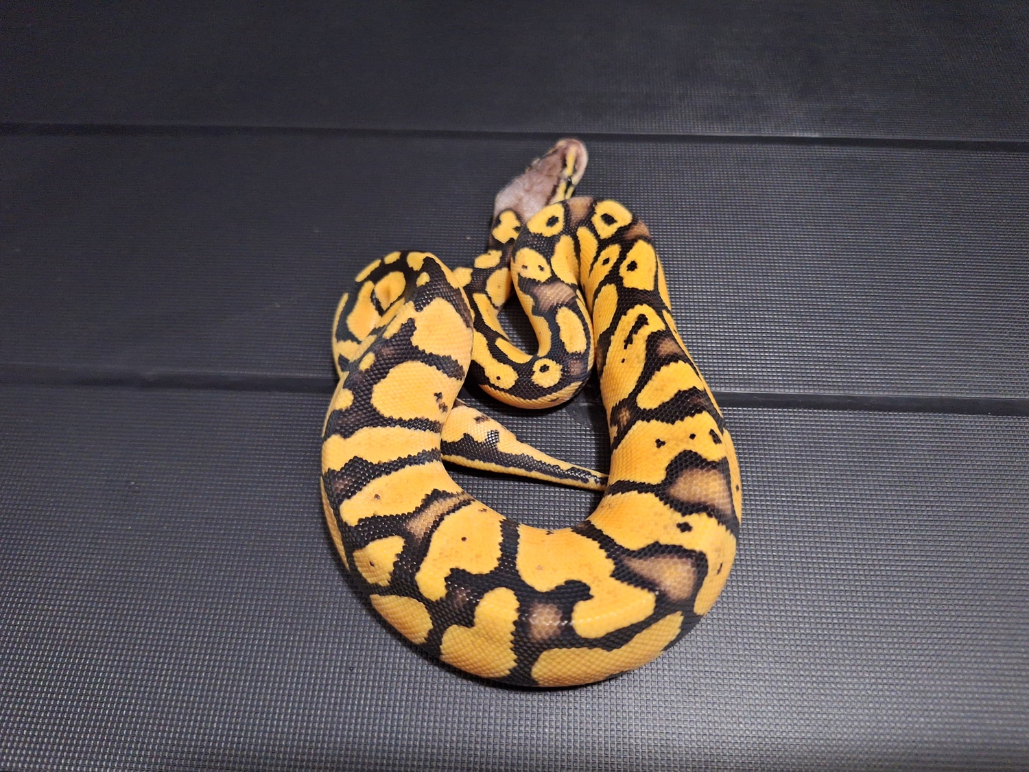 Pastel Vanilla Ball Python by Xtreme Morphs - MorphMarket