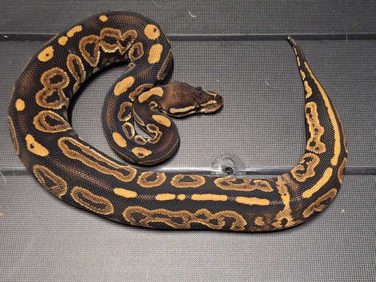 Leopard Cinny Yb Ball Python by Xtreme Morphs
