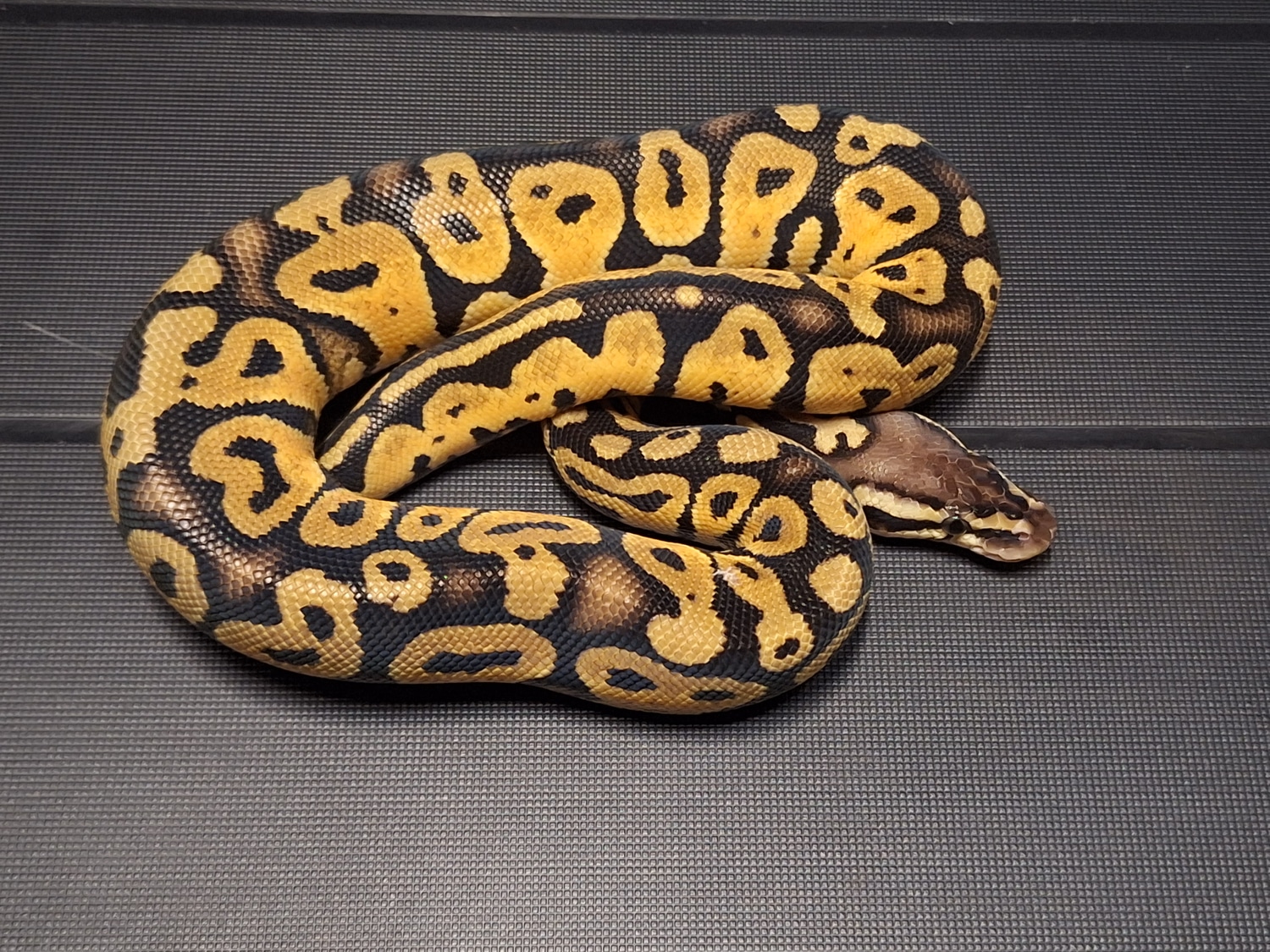 Pastel Gravel Ball Python by Xtreme Morphs - MorphMarket