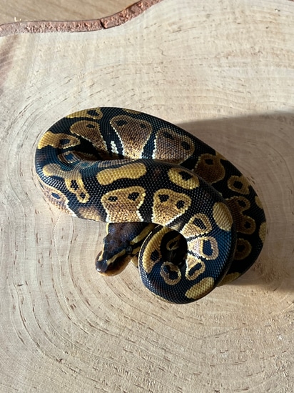 Classic 66% Het Pied 66% Het Ultramel Ball Python by Spicy_ballpythons