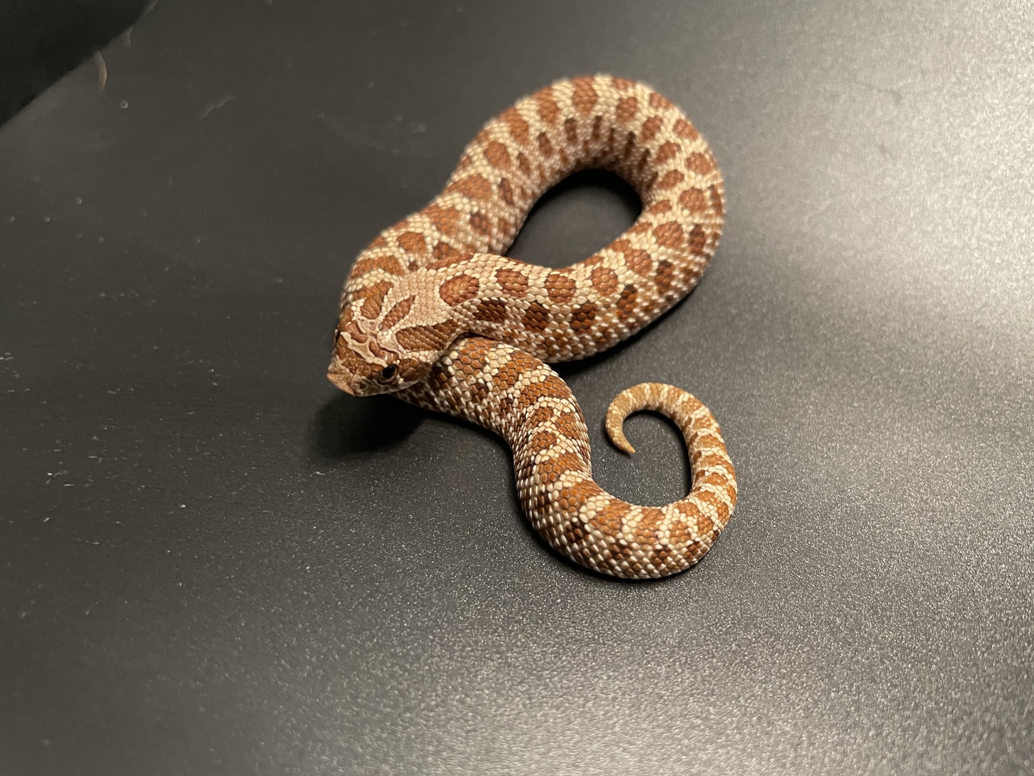 Normal 100% Het Snow Western Hognose by Spicy Hogs - MorphMarket