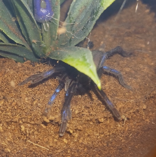 Birupes Simoroxigorum (Borean Neon-Blue Leg) Tarantula by Spider Chamber