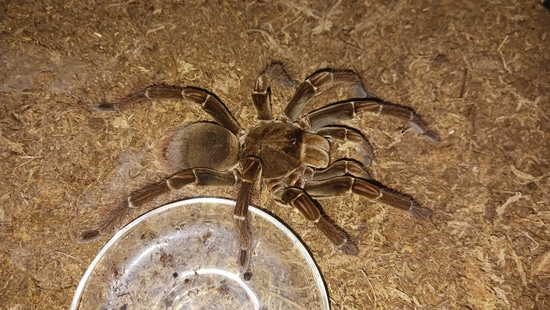 Theraphosa Stirmi (Burgundy Goliath Birdeater) Tarantula by Spider Chamber