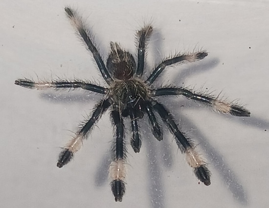 Psalmopoeus Cambridgei (Trinidad Chevron) Tarantula by Spider Chamber