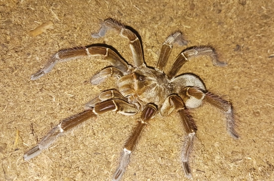 Theraphosa Stirmi (Burgundy Goliath Birdeater) Tarantula by Spider Chamber