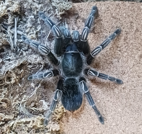 Aphonopelma Seemanni (Costa Rican Zebra / Striped-knee) Tarantula by ...