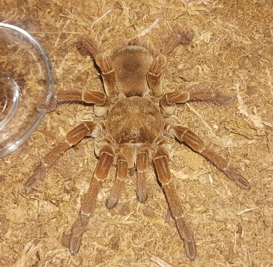 Theraphosa Stirmi (Burgundy Goliath Birdeater) Tarantula by Spider Chamber