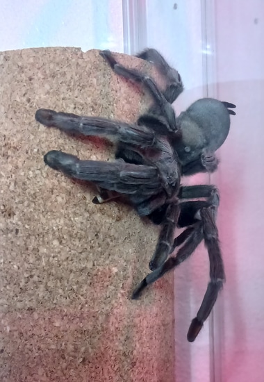 Psalmopoeus Cambridgei (Trinidad Chevron) Tarantula by Spider Chamber