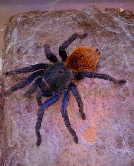 Chromatopelma Cyaneopubescens (Green Bottle Blue) GBB Tarantula by ...