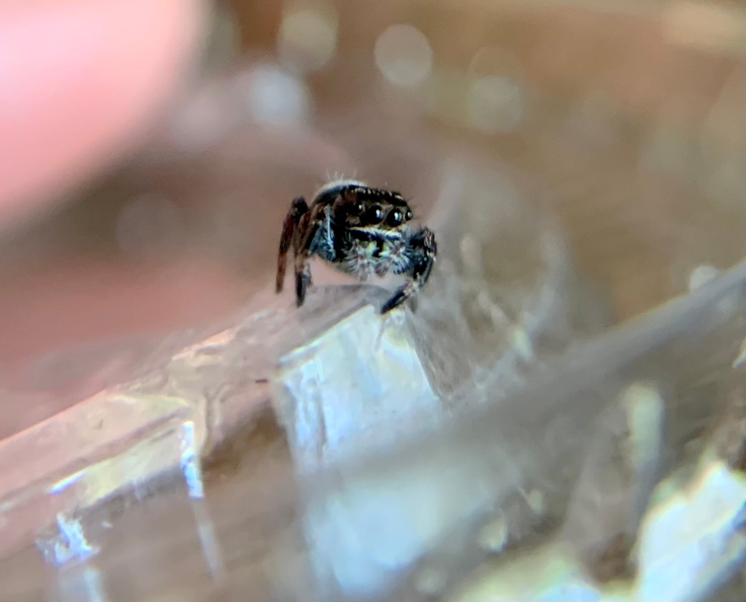 Sling- Regal - Phidippus Regius True Spider by Spider House Exotic Pets ...
