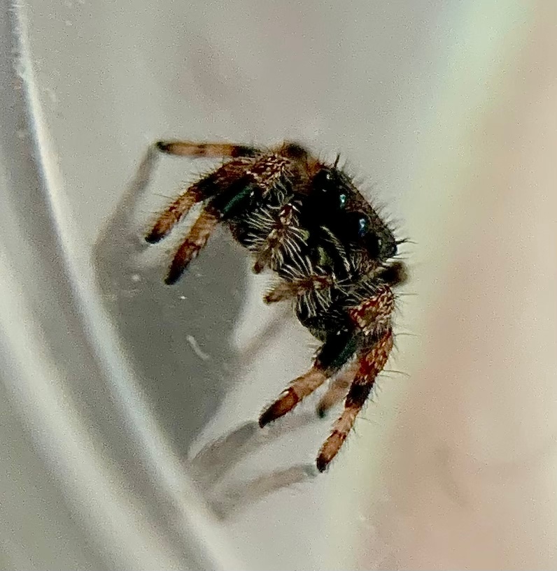 Captive Bred Regal Jumping Spider- Phidippus Regius- I5 Or I6 True ...