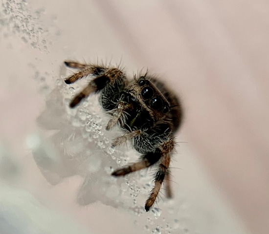 Phidippus Regius, Regal Jumping Spider, Captive Raised Juvenile I6 ...