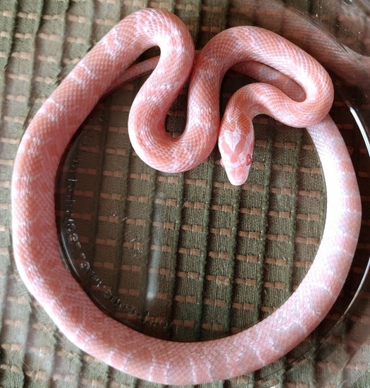 '22 Red Factor Snow Het Hypo Corn Snake by Spiderlady Serpents