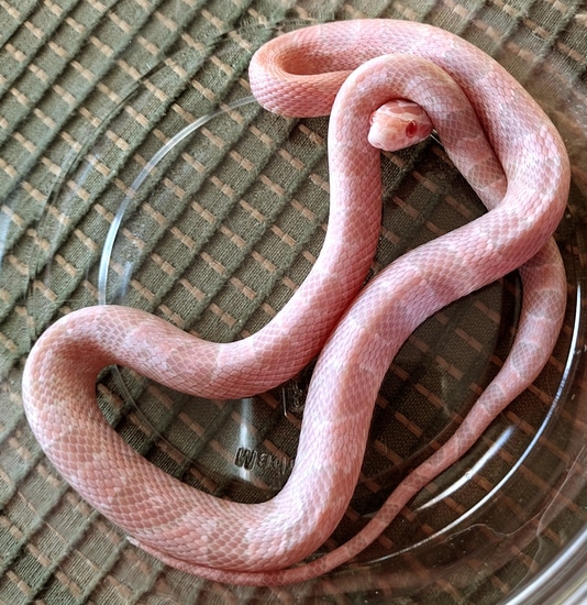 2022 Hypo Salmon Snow Corn Snake by Spiderlady Serpents