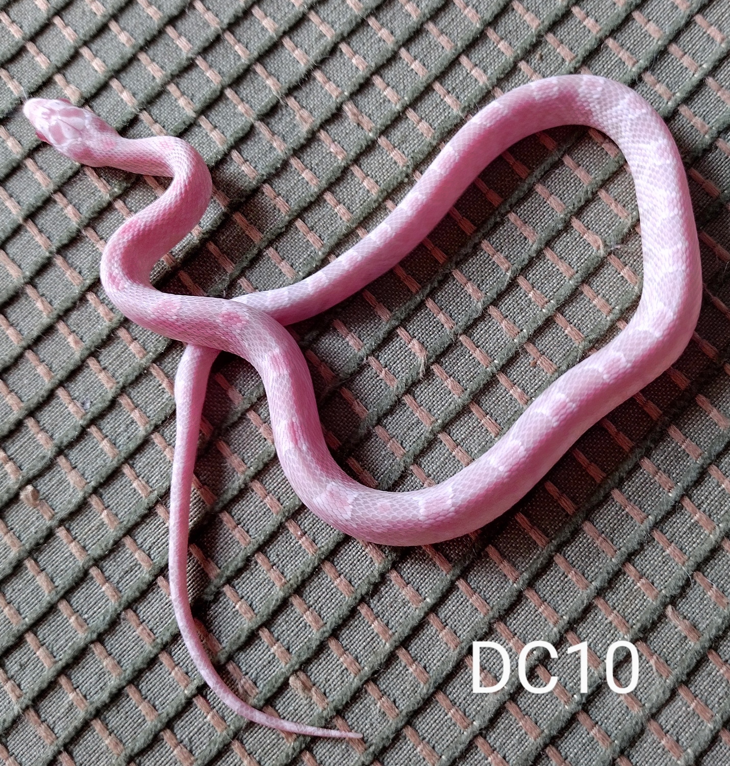 '23 Salmon Snow Het Hypo Corn Snake by Spiderlady Serpents - MorphMarket